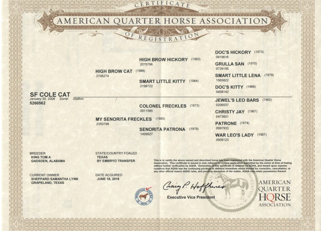 SF Cole Cat – Sheppard Farm Performance Quarter Horses