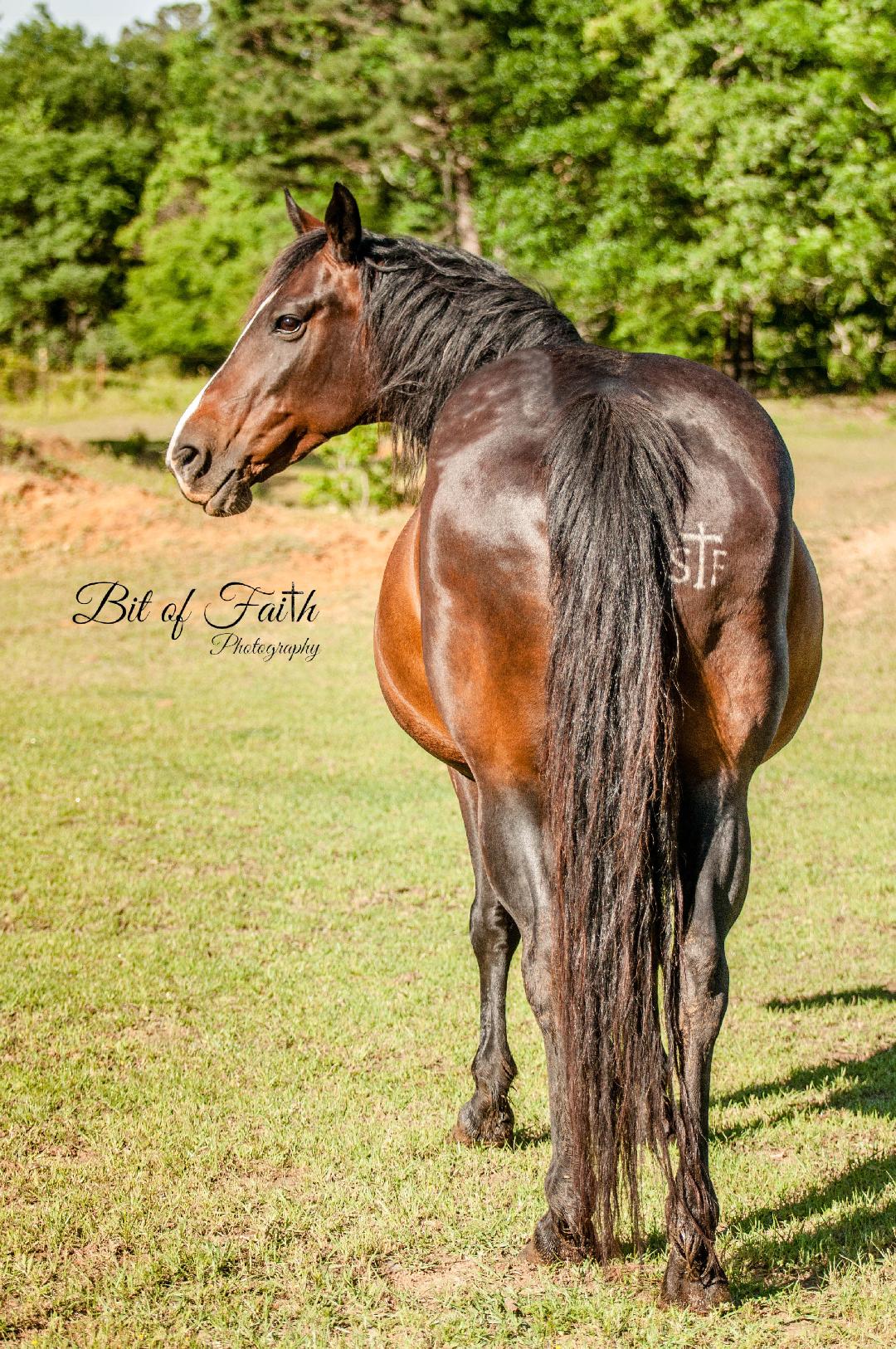 JG Sugar Frost – Sheppard Farm Performance Quarter Horses