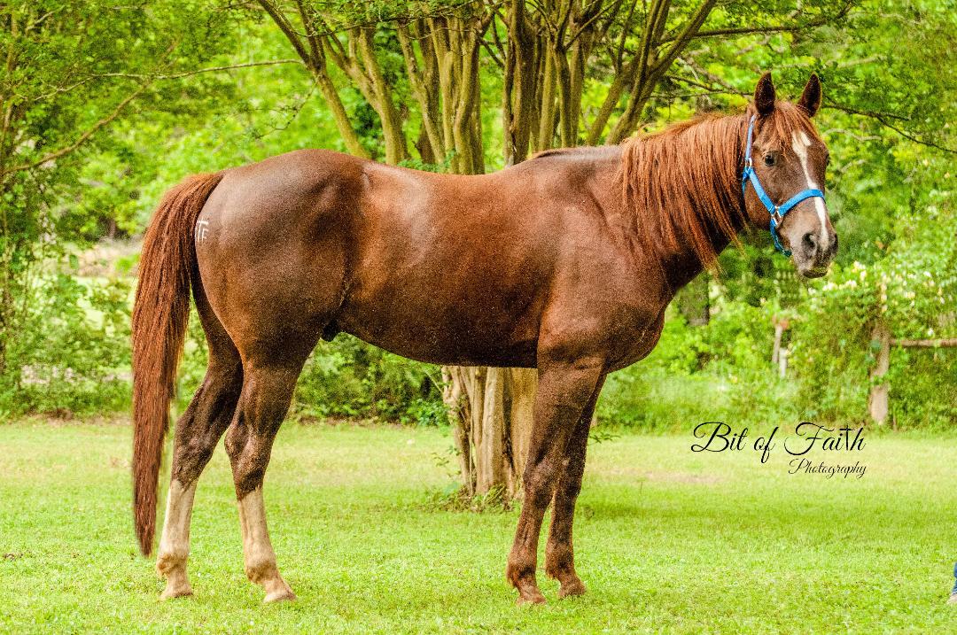 SF Cole Cat – Sheppard Farm Performance Quarter Horses
